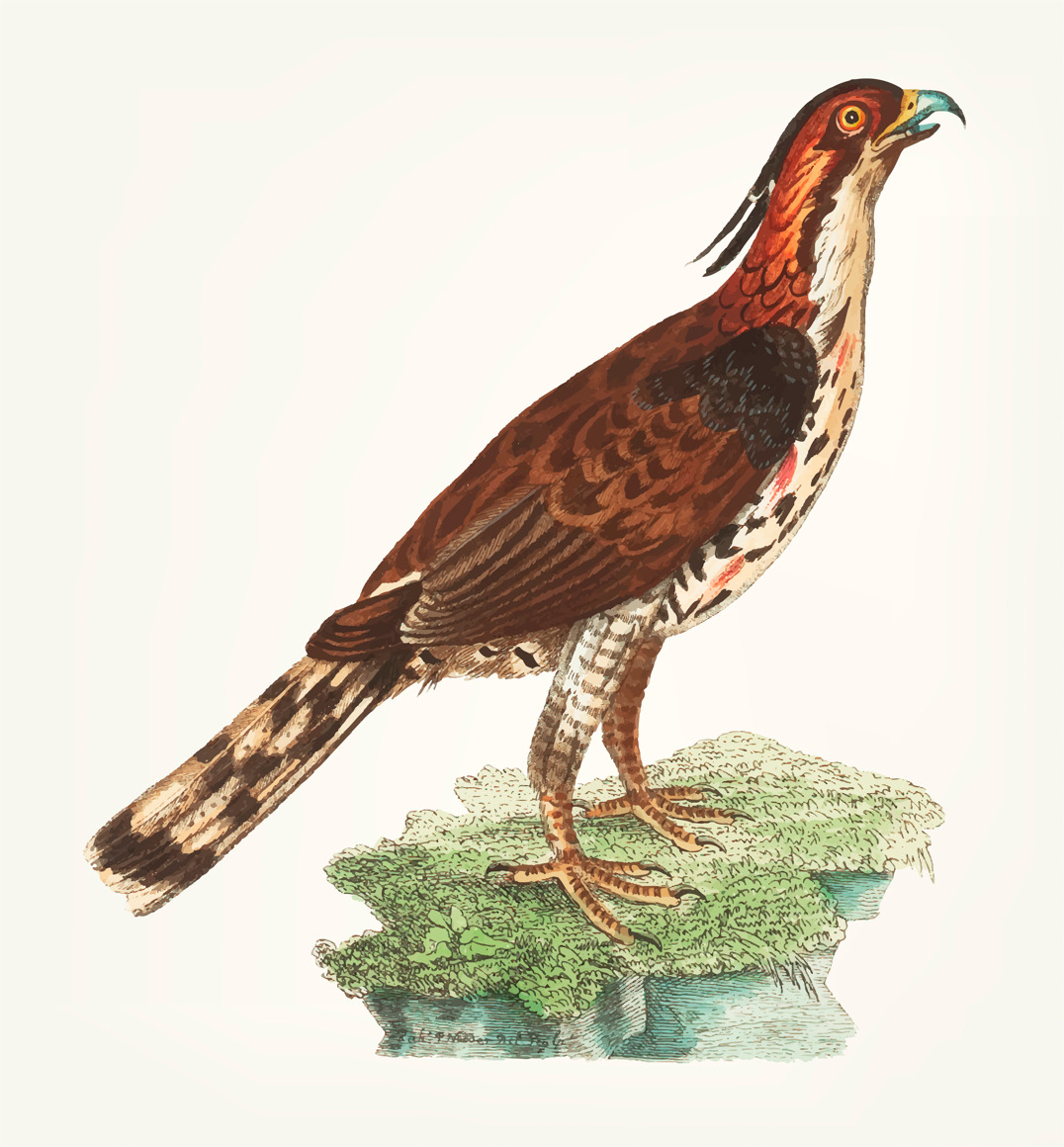 Illustration of falcon, an Animal Illustration by rawpixel