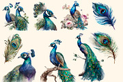 Peacock Clipart Watercolor, an Animal Illustration by Hello My Print