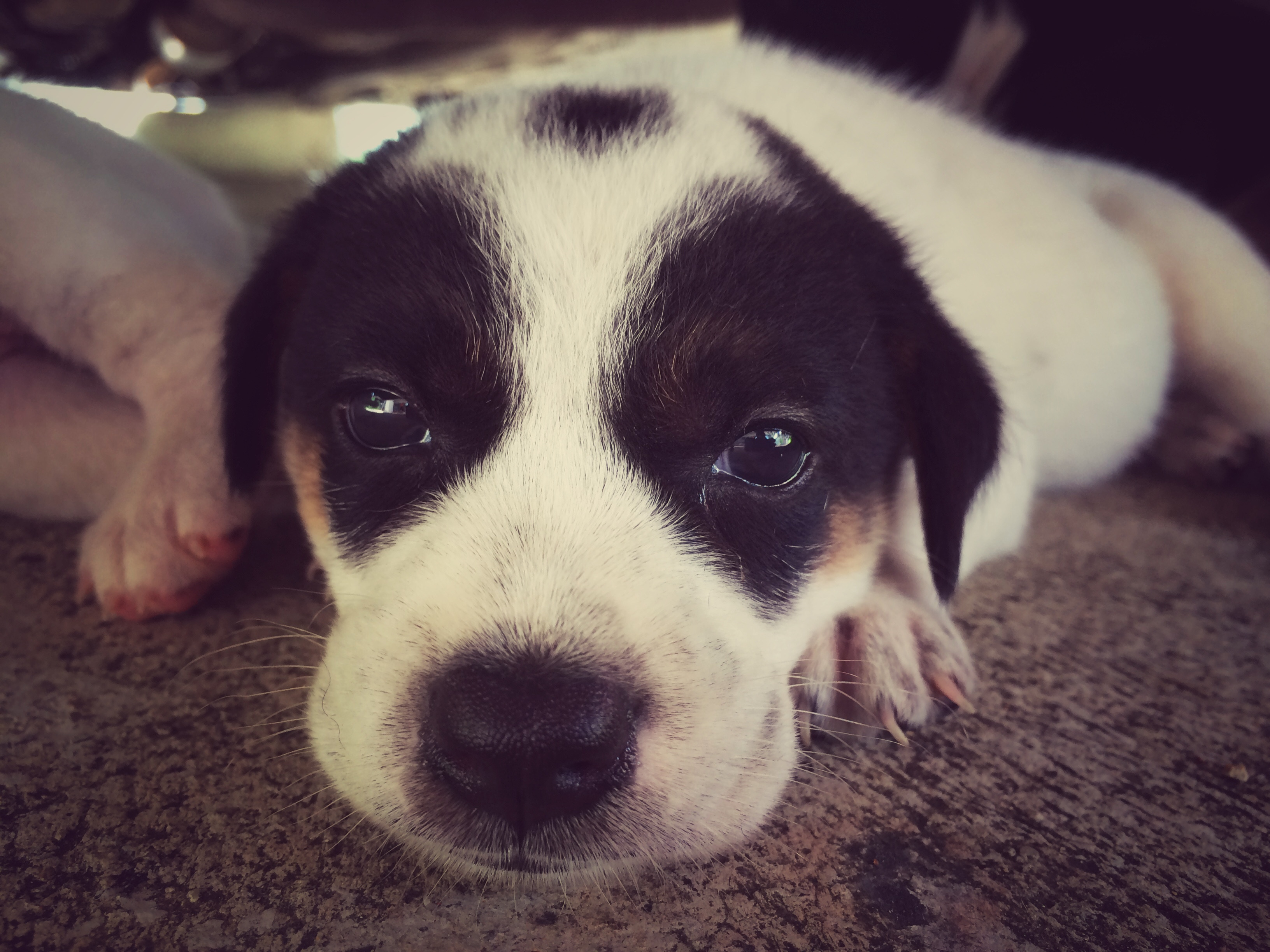 Cute puppy in retro filter effect featuring baby dog, retro filter ...