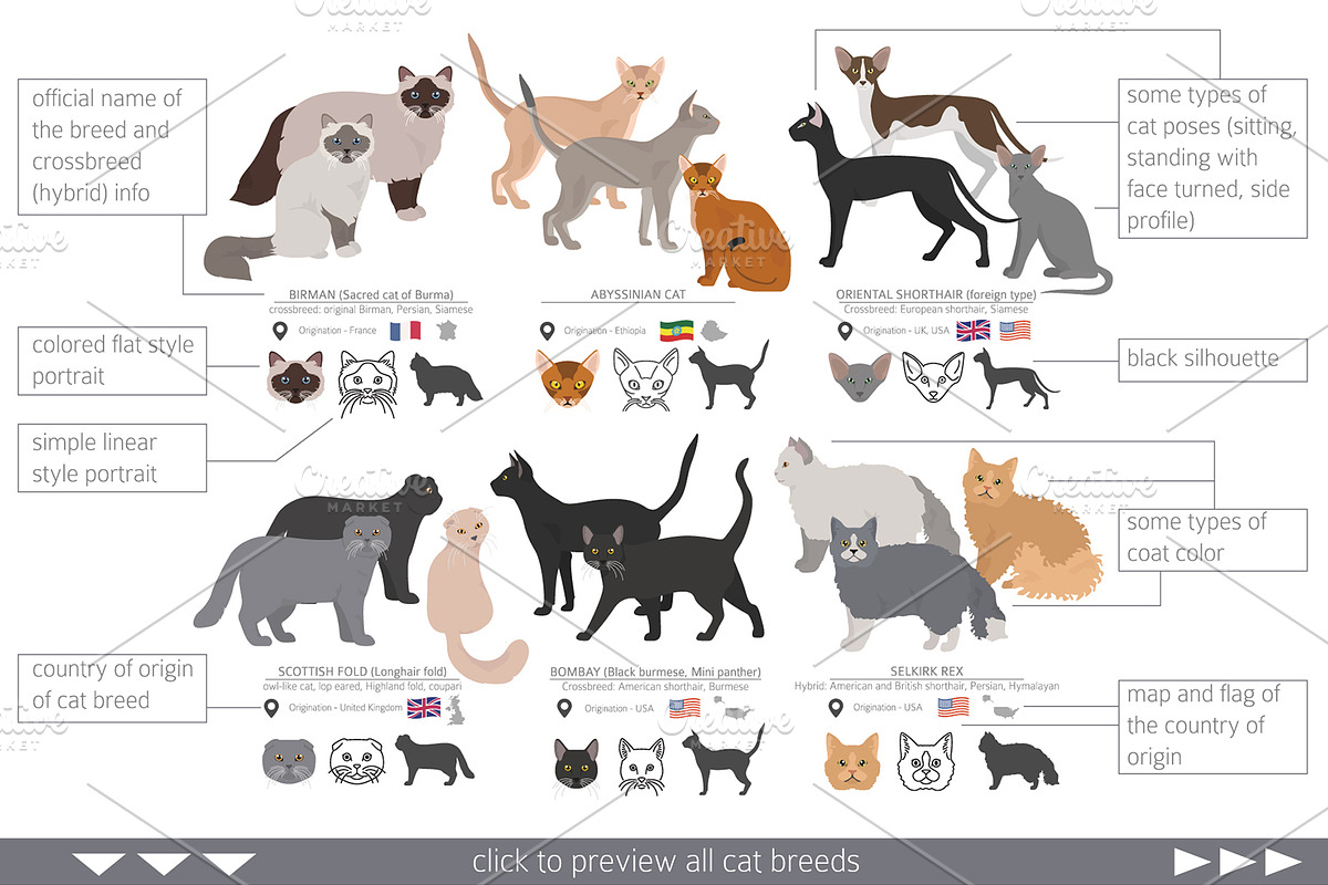 Domestic cat breeds and hybrids, an Animal Illustration by pet design shop