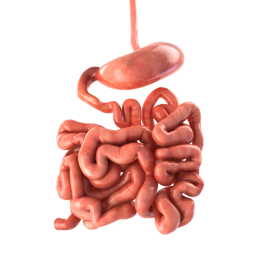 Stomach and small intestine, a Characters & Person 3D Model by ...