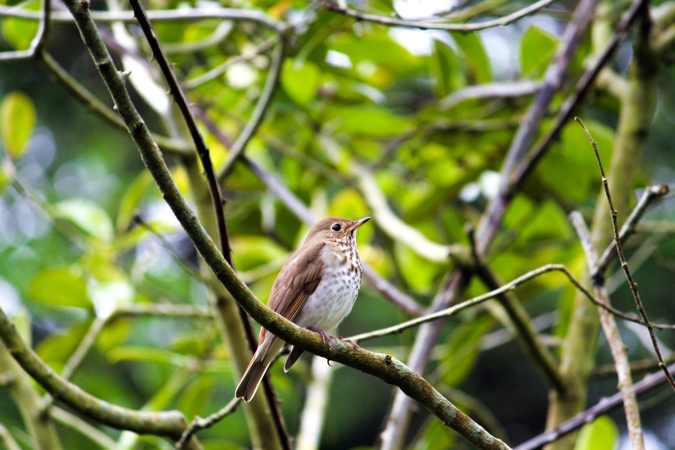 Bird on Tree Branch, an Animal Photo by Amanda Creek Creative