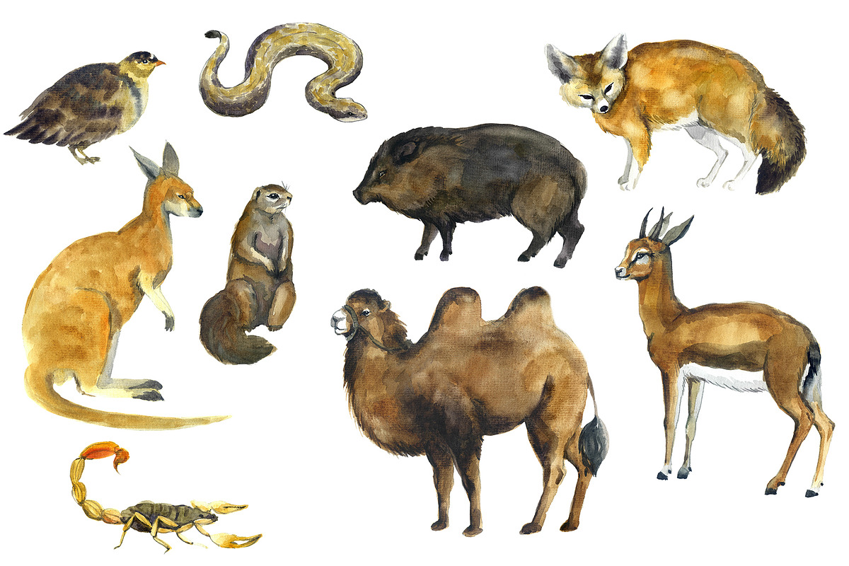 Watercolor desert animals. Cute png, an Animal Illustration by ...