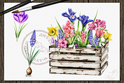Spring Bulbs Illustration, a Decorative Illustration by DioFlow