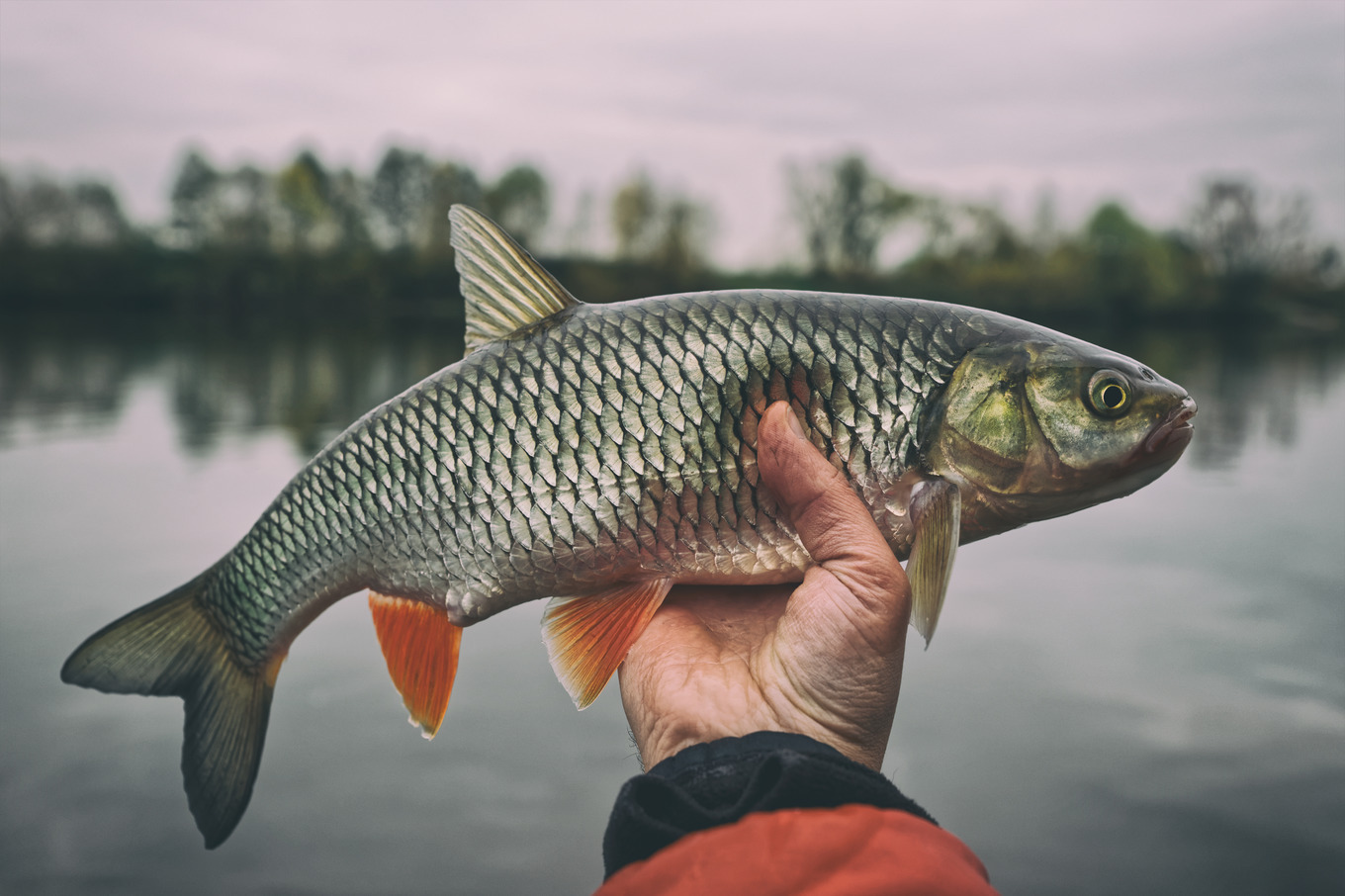 Chub in fisherman's hand featuring angling, animal, and autumn | Animal ...