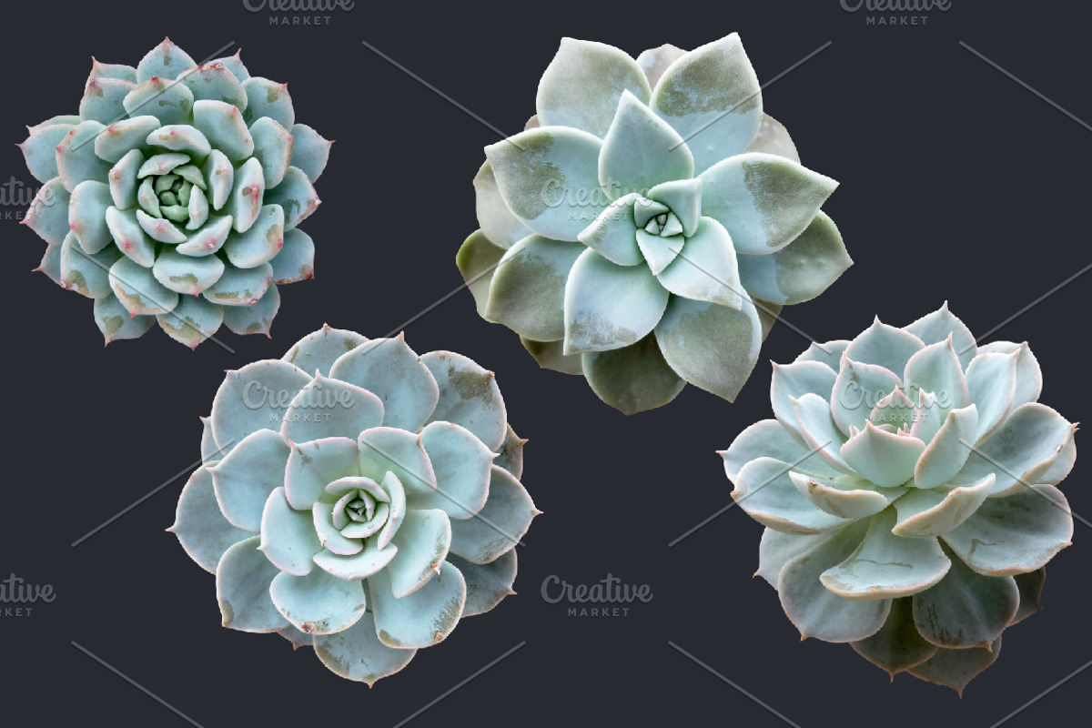 Succulents - Botanic Specimens, an Object Graphic by Turning Moss