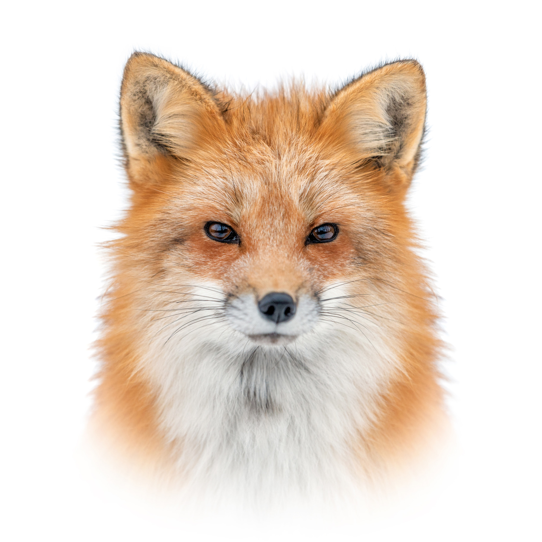 Red fox on white background, an Animal Photo by Byrdyak