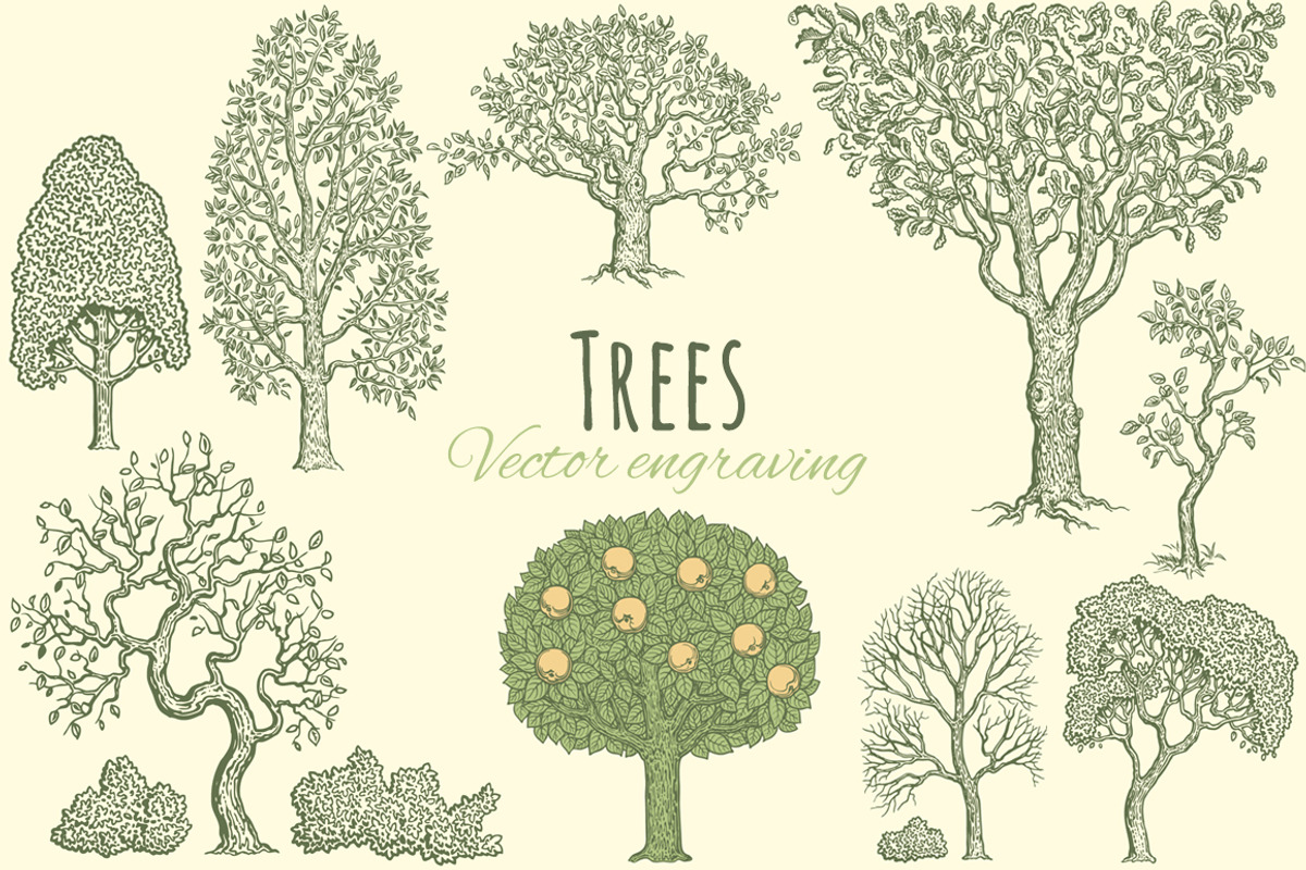 Set Trees. Vector engraving., an Illustration by Vector Engraving