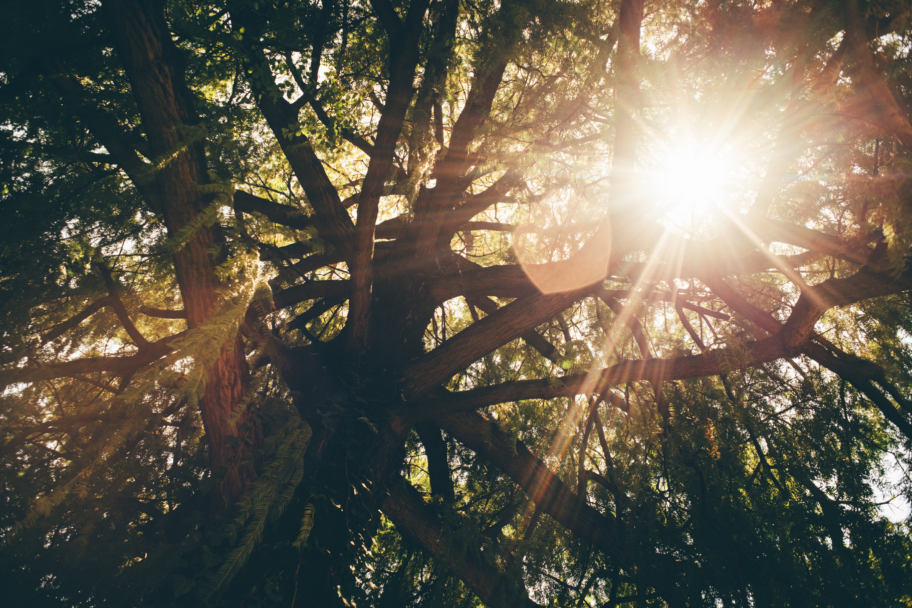 Sunlit tree with spreading branches, a Nature Photo by SkyNext ...