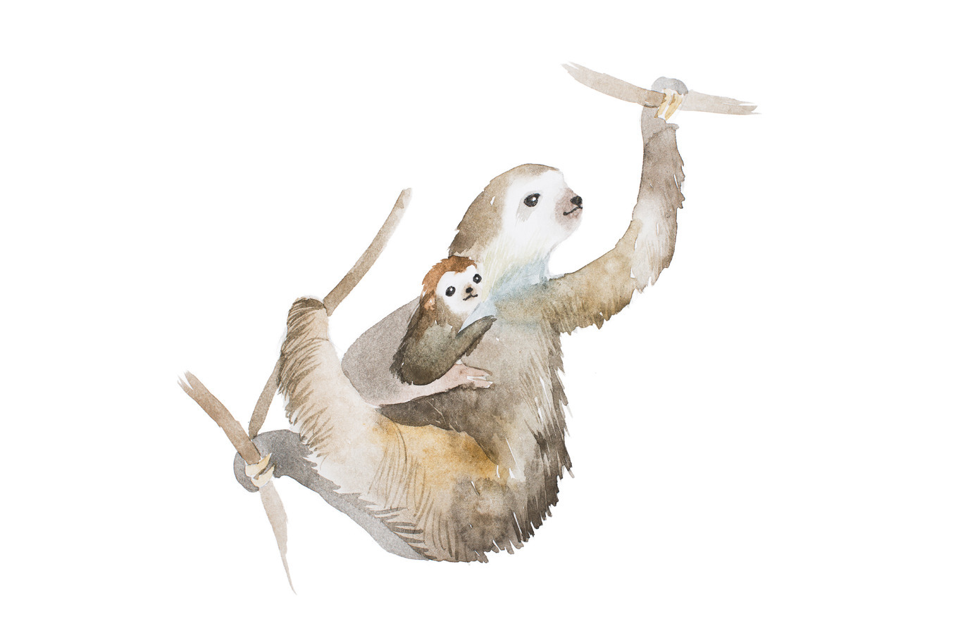 Aquarelle drawing of mother sloth and a baby hanging on tree branches ...