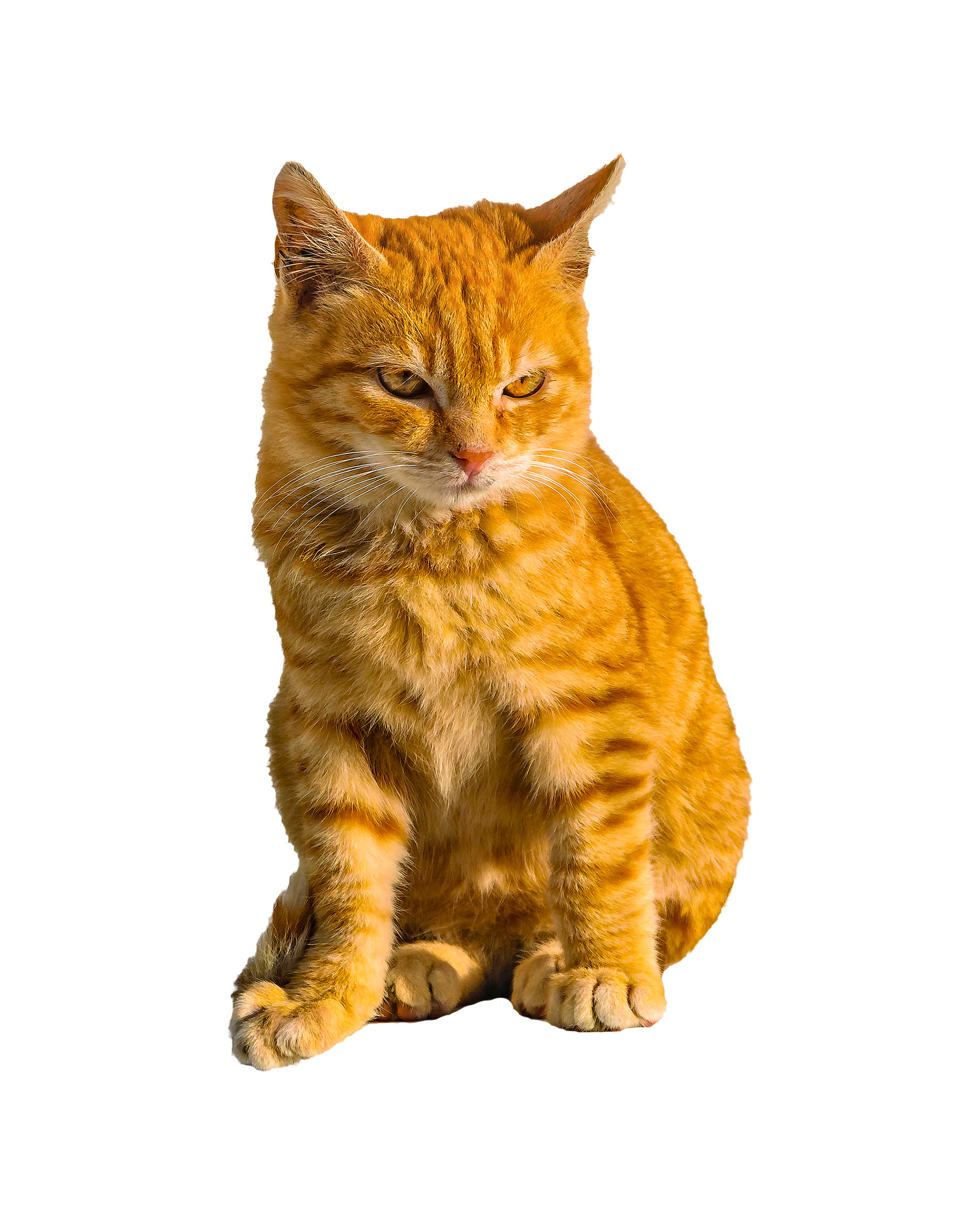 Kitten Orange Cat Isolated Photo | Animal Stock Photos ~ Creative Market