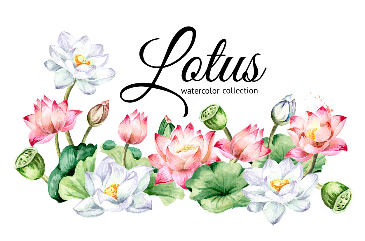 Lotus. Watercolor collection, a Decorative Illustration by Daria ...