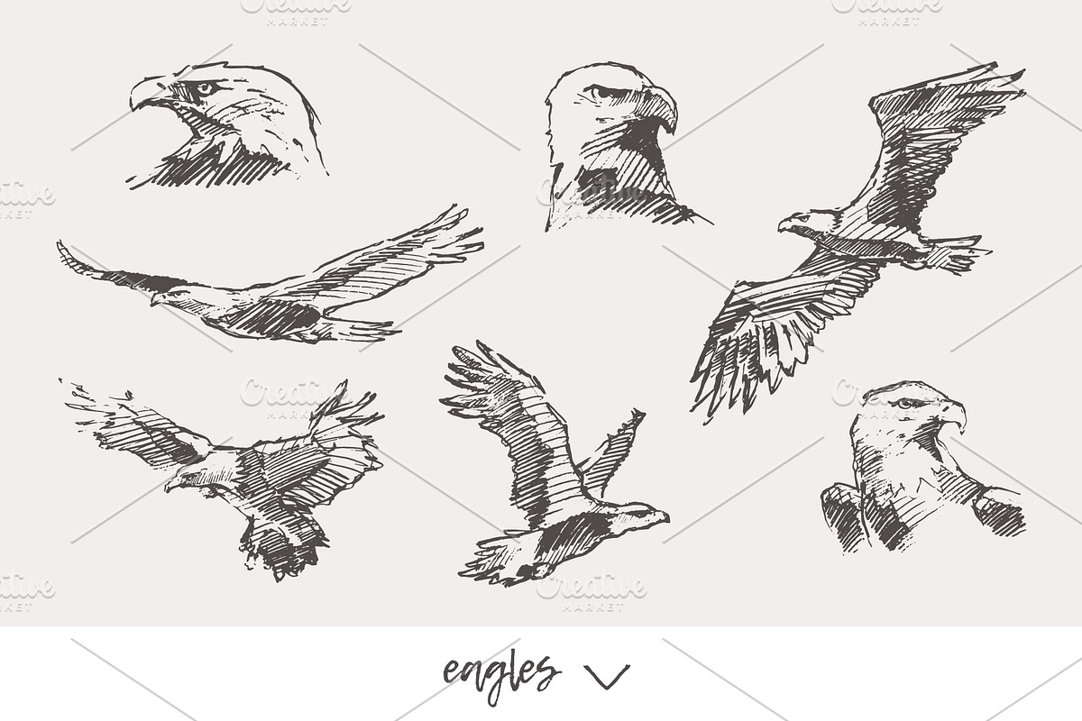 Huge collection of animals drawings, an Animal Illustration by ...