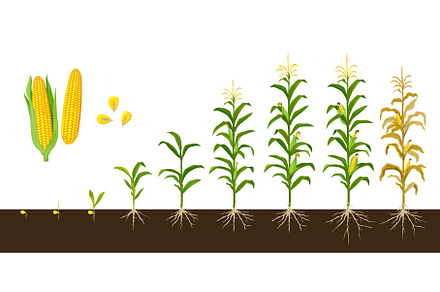 Cartoon farm green seeding field, | Food Illustrations ~ Creative Market