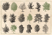122 Vintage Trees (Vector), an Illustration by Brigantine Designs