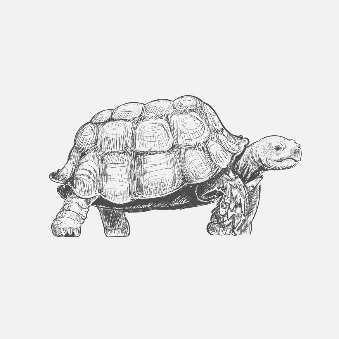 Illustration drawing of turtle, an Animal Illustration by rawpixel