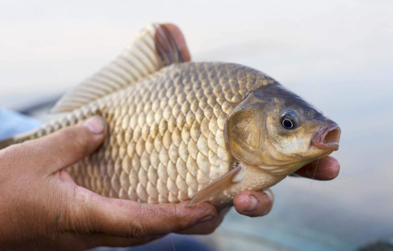 Crucian carp in fisherman's hands, an Animal Photo by Theo's Stuff ...