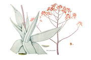 Aloe paniculatepng containing antique, drawing, and illustration, a ...