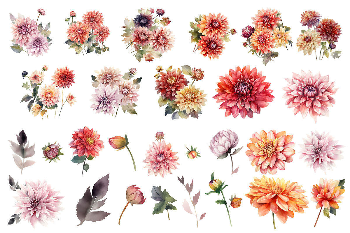 Dahlia flowers clipart, floral clip, a Decorative Illustration by ...
