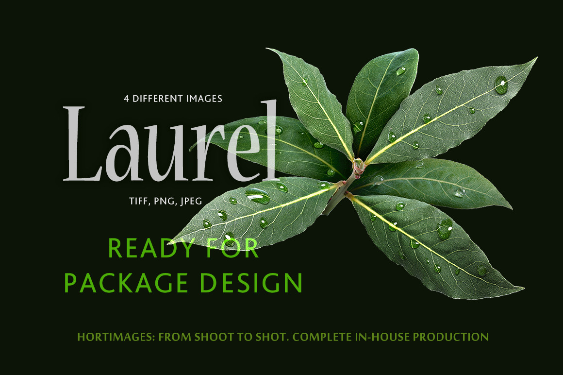 Laurel, an Object Graphic by Hortimages