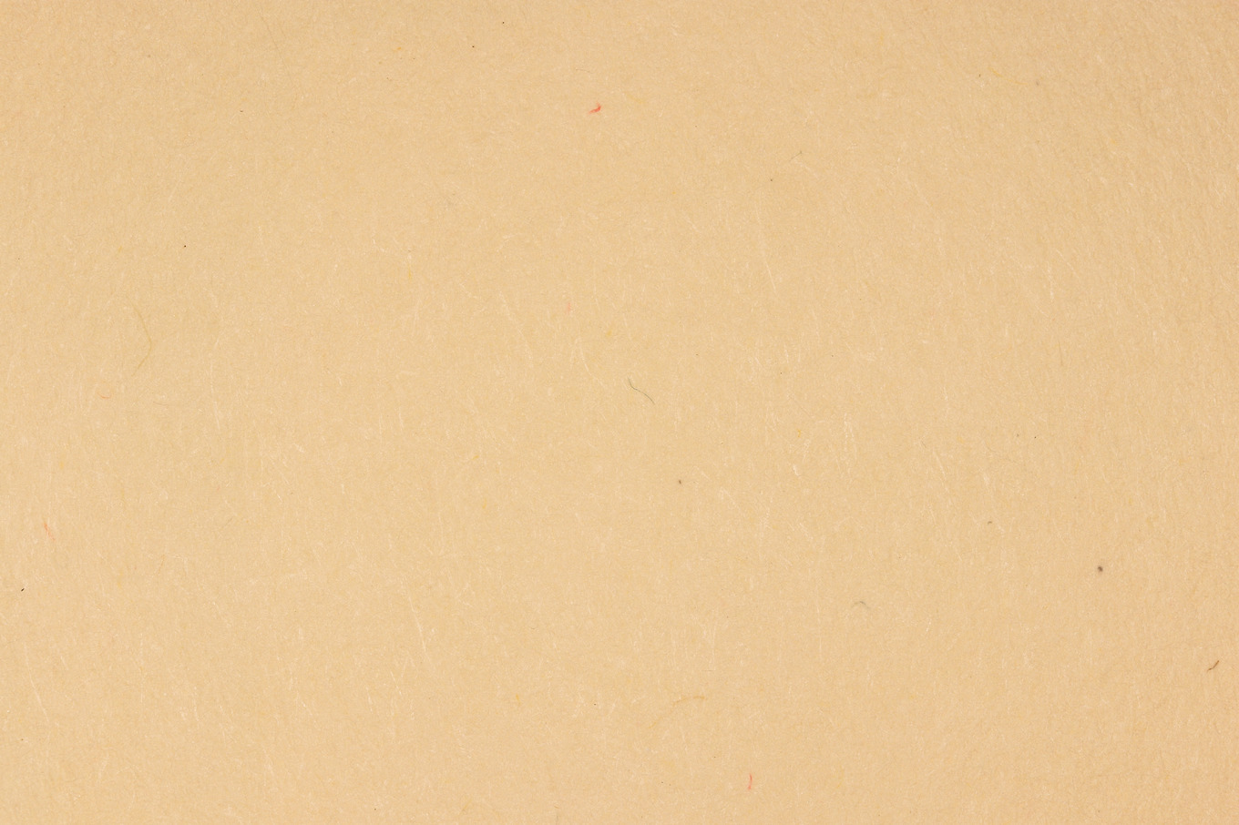 Bone Paper Background Texture, a School & Education Photo by Textures ...