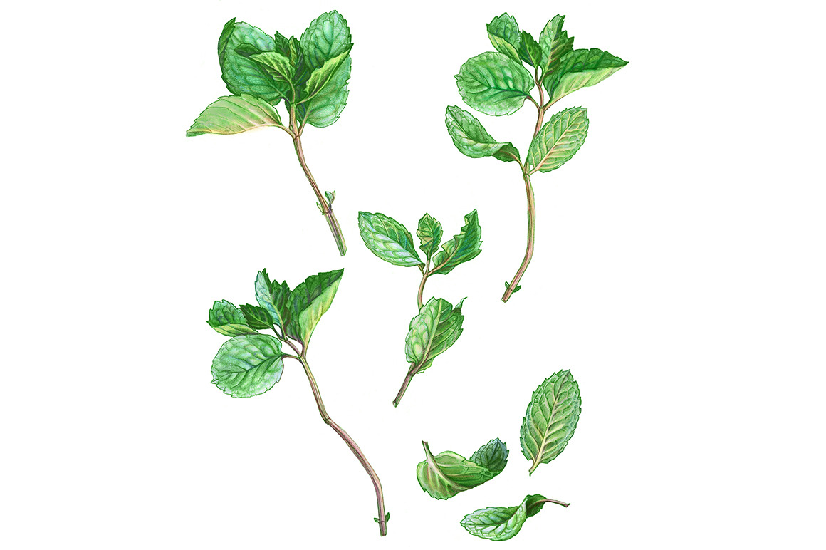 Mint Leaves & Stems Pencil Drawing, a Food Illustration by Anna Repp ...