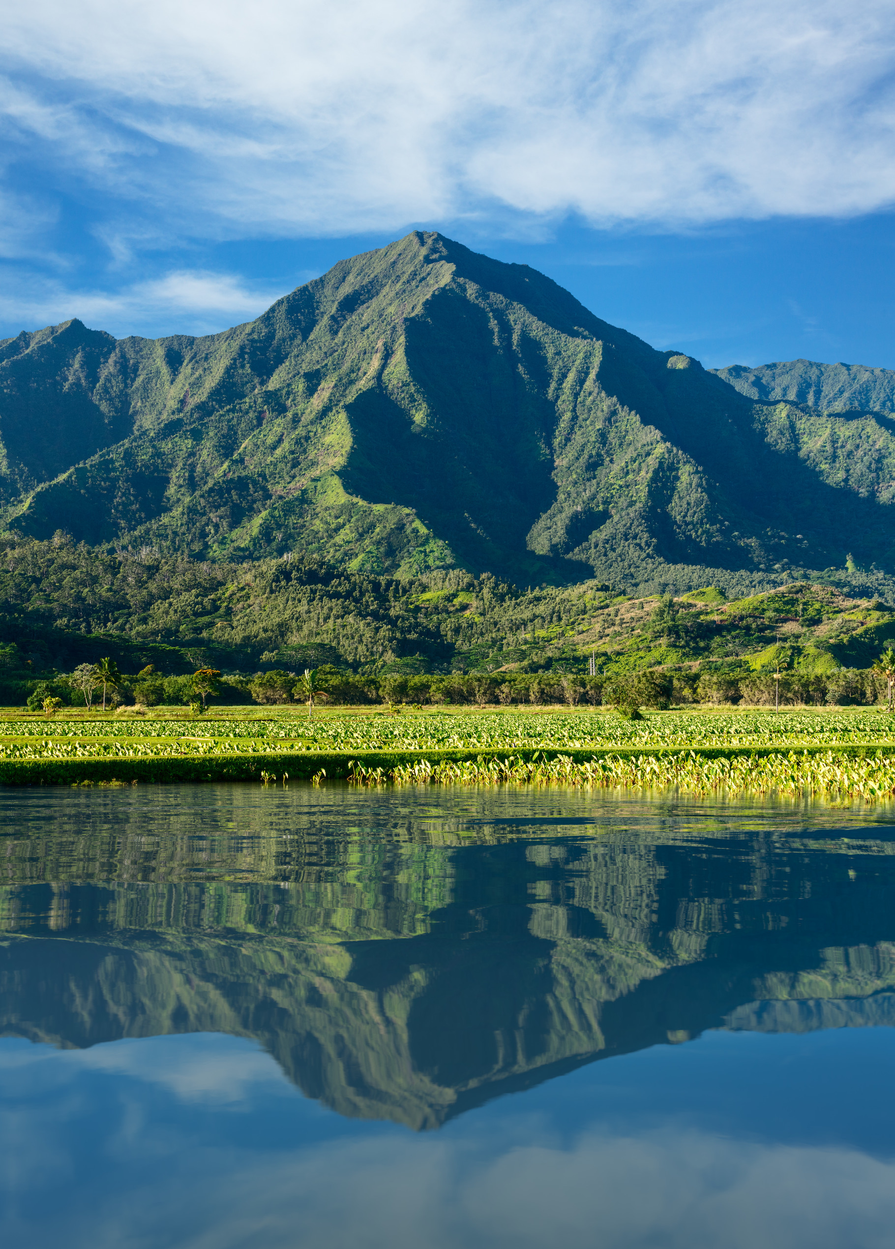 Taro leaves frame the na pali featuring hanalei, taro, and taro fields ...