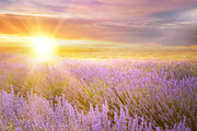 Sunset sky over a lavender field | Nature Stock Photos ~ Creative Market