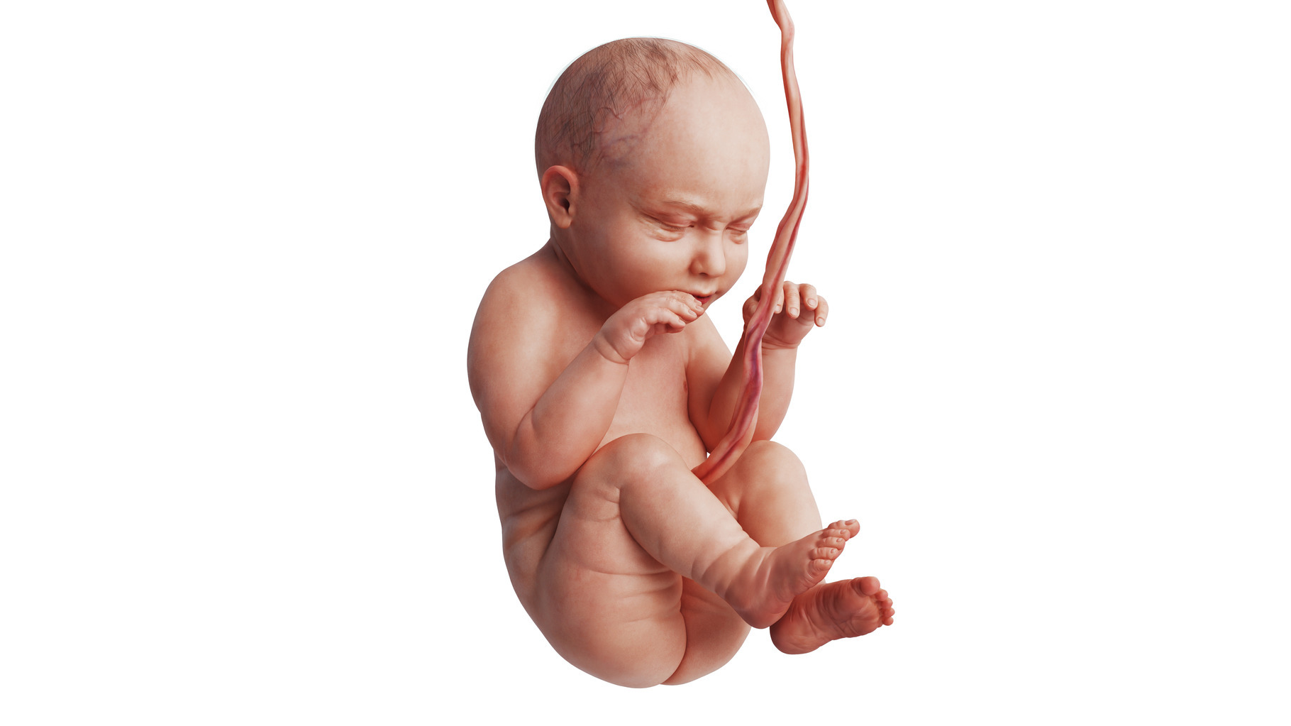 Embryo human fetus unborn baby, an Object Graphic by ARTYuSTUDIO