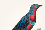 Drawing of purple breasted chatterer, an Animal Illustration by rawpixel