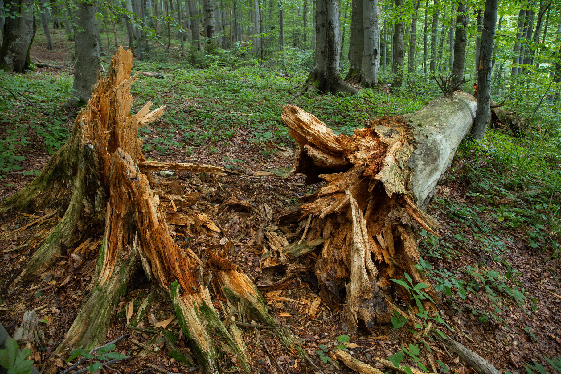 Old broken tree laying on the ground, a Nature Photo by WildMedia