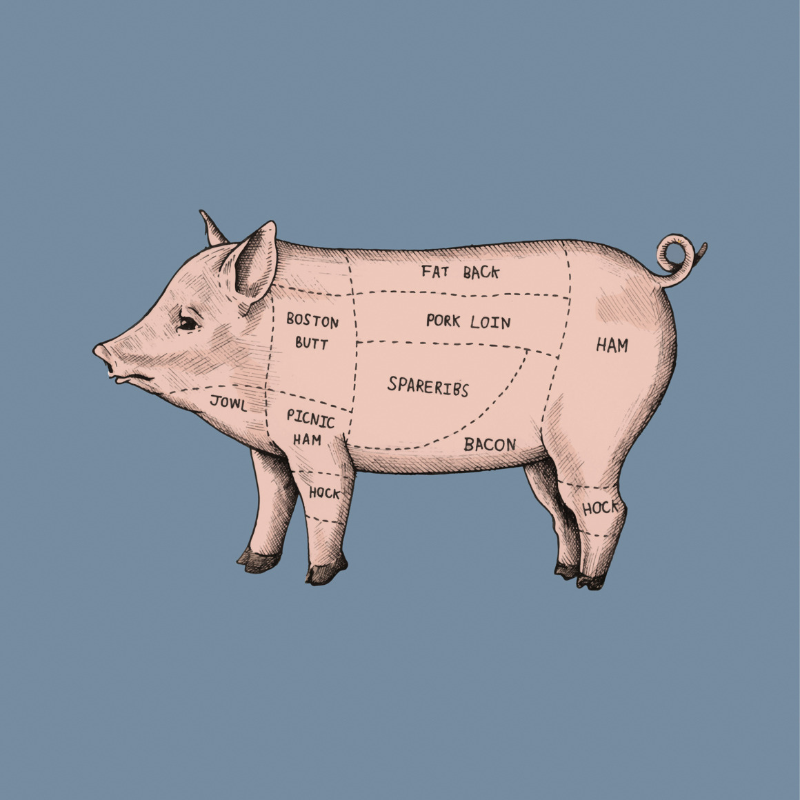 Different parts of a pig, an Animal Illustration by rawpixel