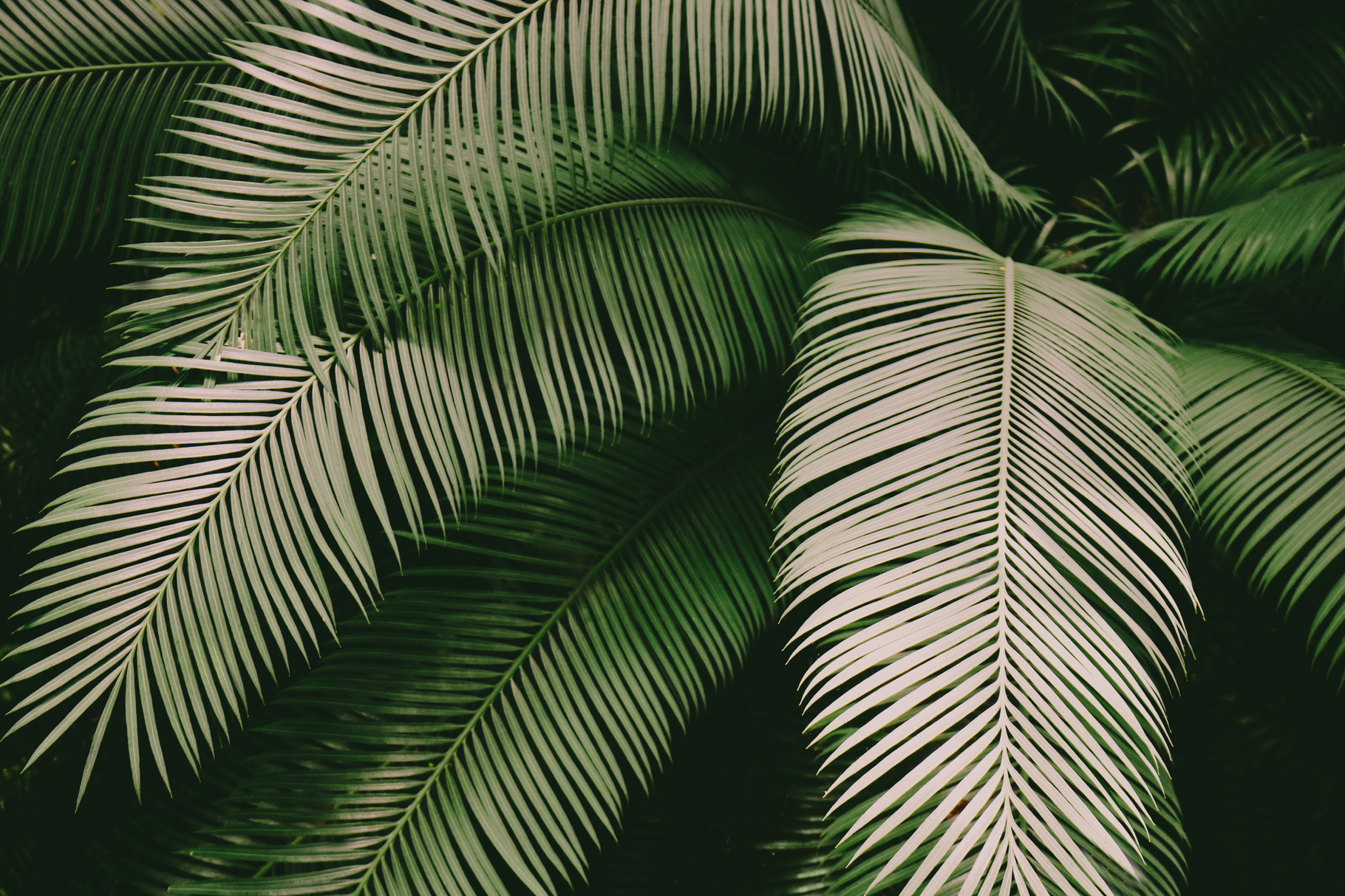 Palm leaf background texture, a Nature Photo by Annakaroline