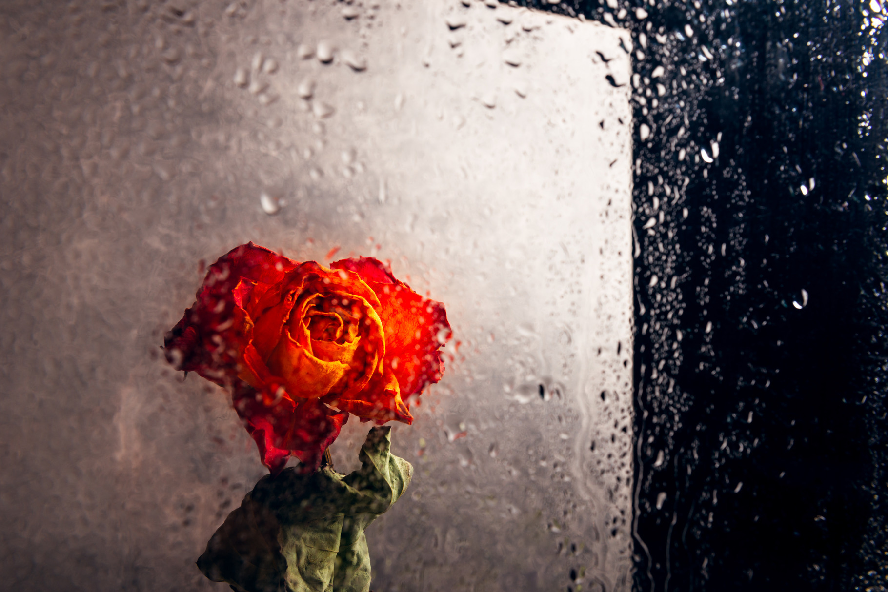 Dry faded rose sad love story stock photo containing rose and dry, a ...