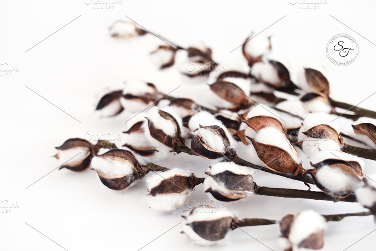 Cotton Stem Bundle, a Nature Photo by SunnyTangerine Stock | Creative ...