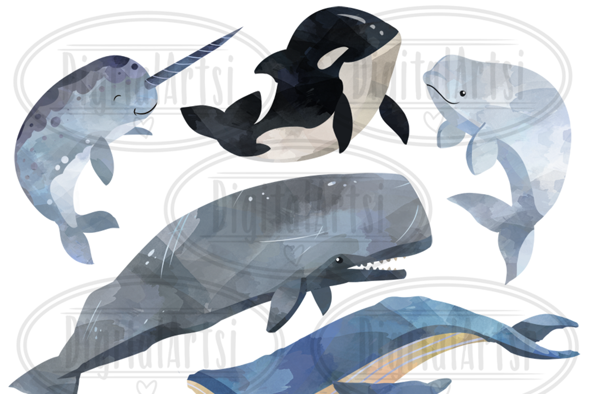 Watercolor Whale Clipart, an Animal Illustration by DigitalArtsi