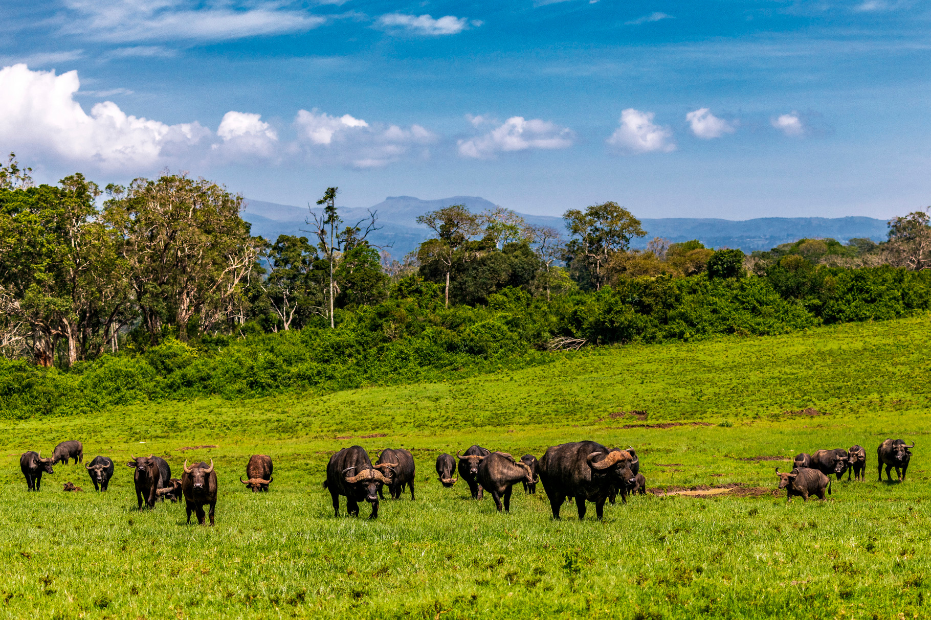 Cape Buffalo in Aberdare Ranges, a Nature Photo by Jennifer Watson