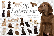 20 Labrador Retriever - Cut-out Pics, an Object Graphic by Life on White