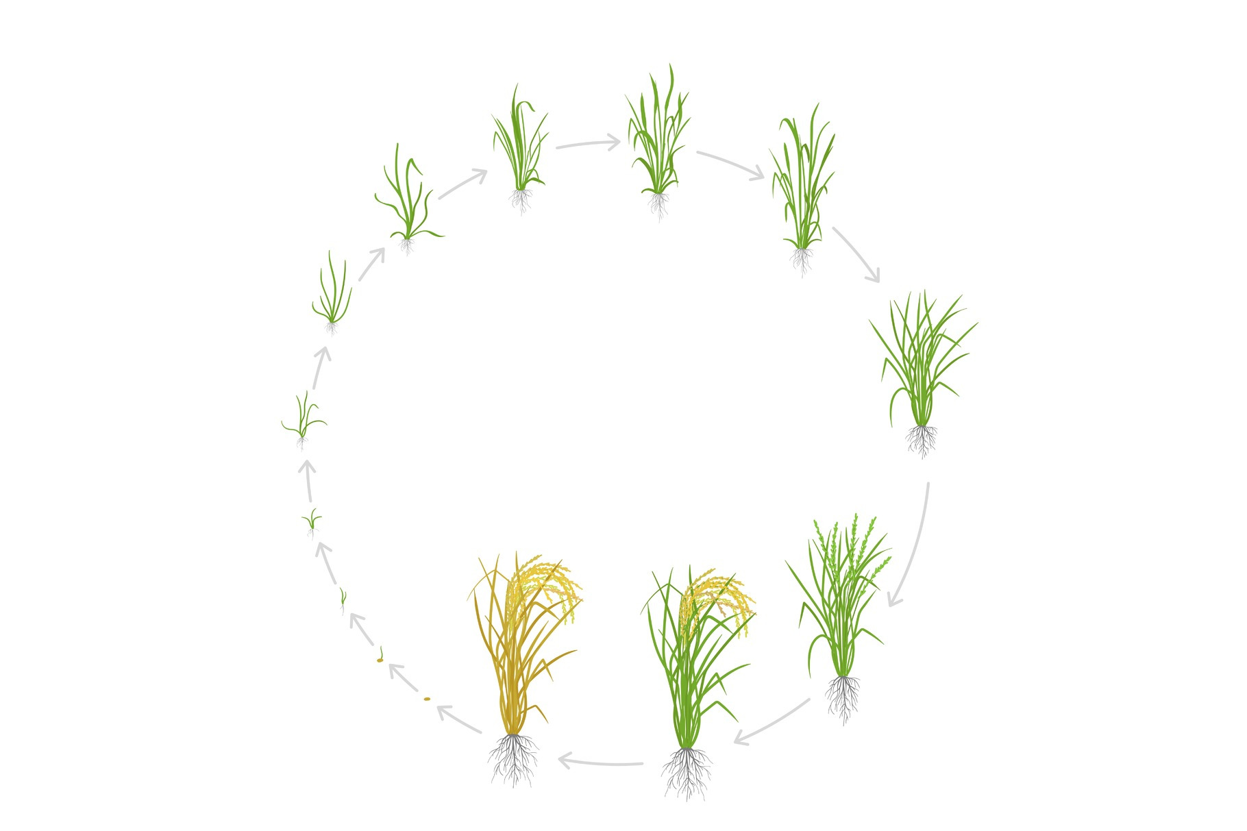 Circular life cycle of rice., a Food Illustration by Vector illustrations