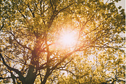 Sunny Canopy Of Tall Trees. Sunlight | Nature Stock Photos ~ Creative ...