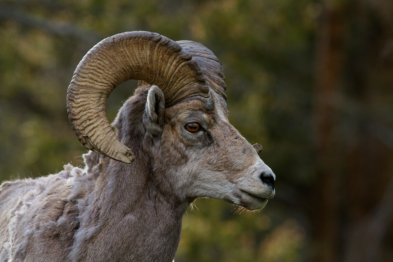 Portrait Of A Ram, an Animal Photo by Bryantswildlifeimage | Creative ...