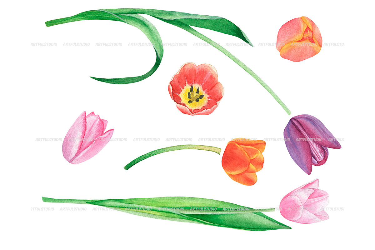 Watercolor tulips clipart set, a Decorative Illustration by ArtfulStudio