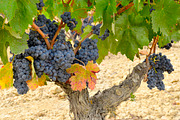 Grapevine with ripe grapes featuring grapes, vine, and grapevine, a ...