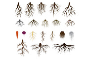 Root system set vector illustrations, an Illustration by KitVector