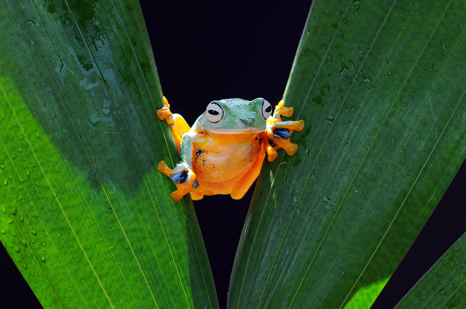 Flying frog frogs tree frog featuring flying frog, frogs, and tree frog ...