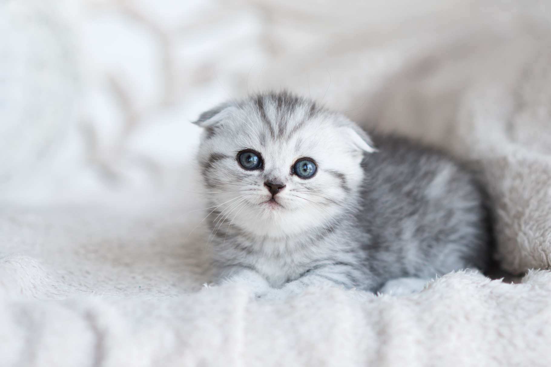 Little grey kitten with blue eyes, an Animal Photo by IvashStudio