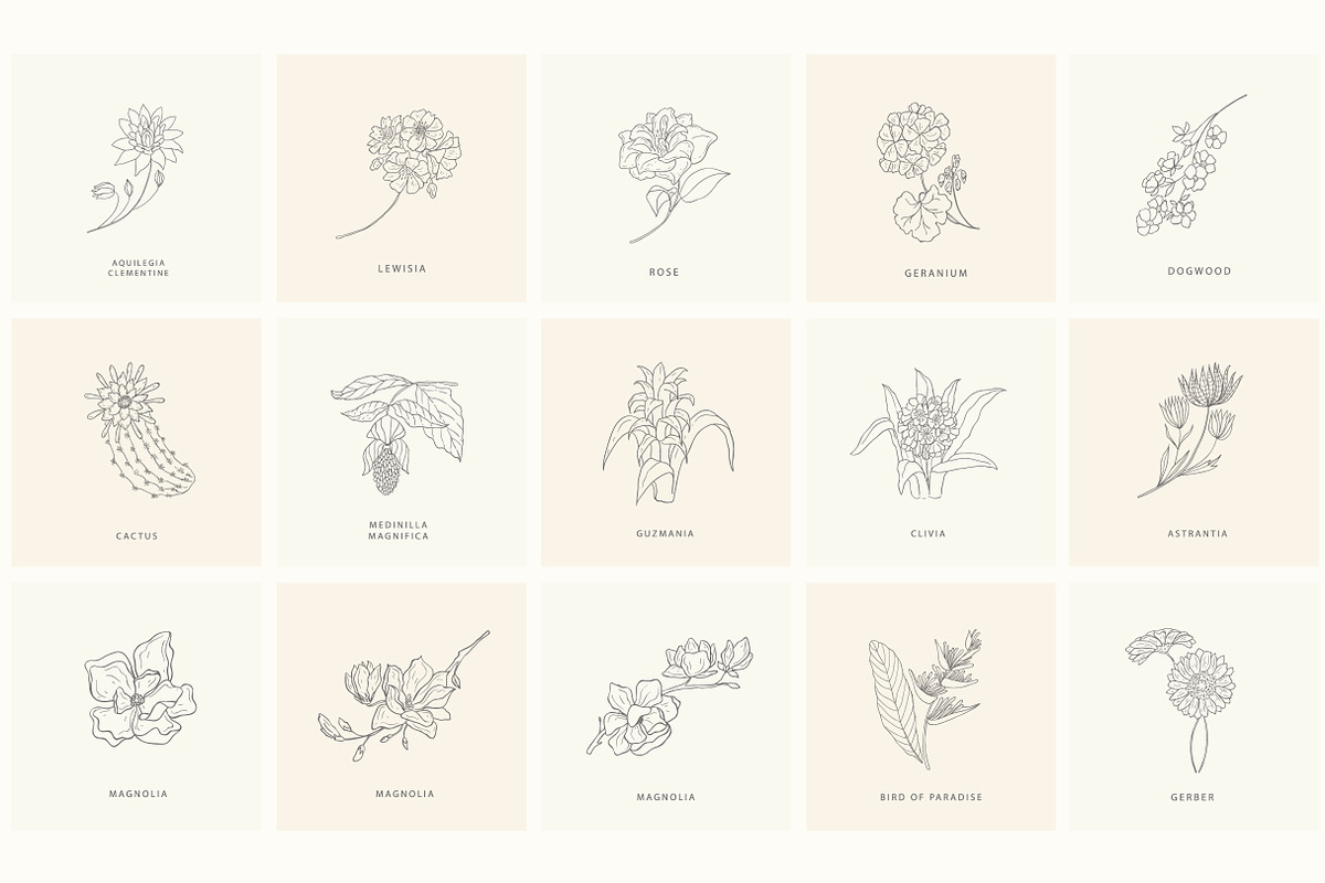 Birth-Flowers. Trendy Plants, Logos, a Seasonal Illustration by Designwork