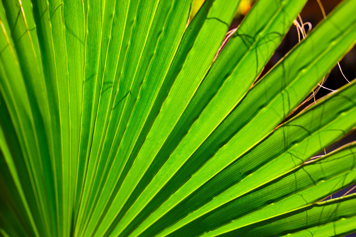 Palm tree featuring palm, tree, and leaf, a Nature Photo by odpium ...