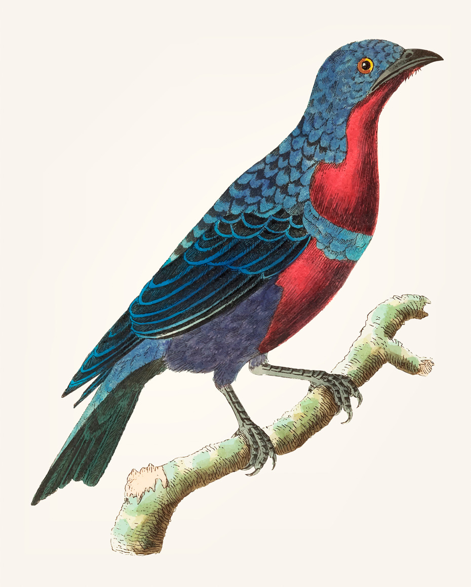 Drawing of purple breasted chatterer, an Animal Illustration by rawpixel