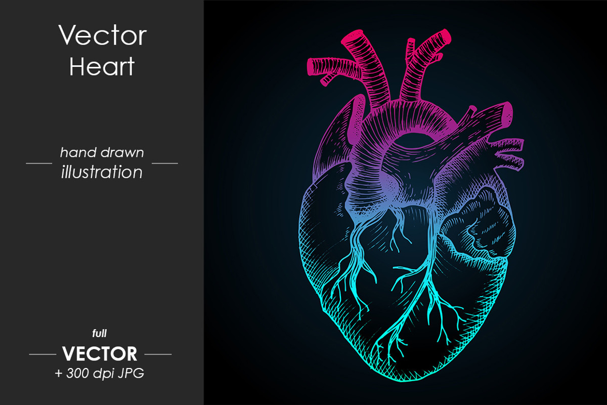 Abstract anatomical vector heart, an Illustration by OKart.studio